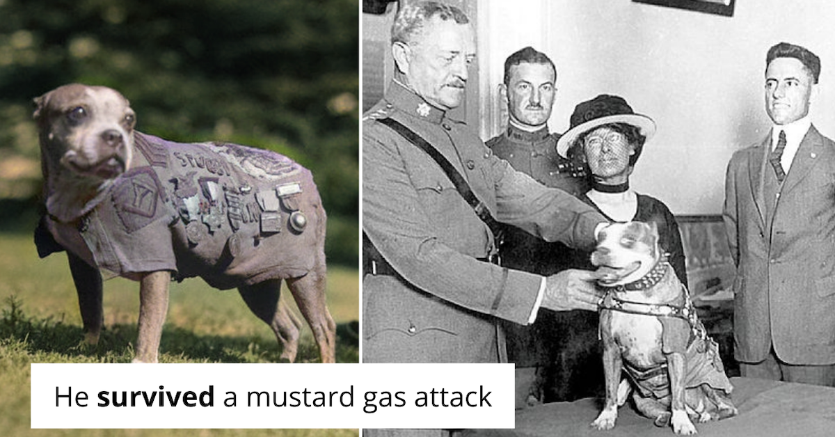 Sergeant Stubby The Most Decorated War Dog Of WWI War History Online sergeant-stubby-the-most-decorated-war-dog-of-wwi-war-history-online