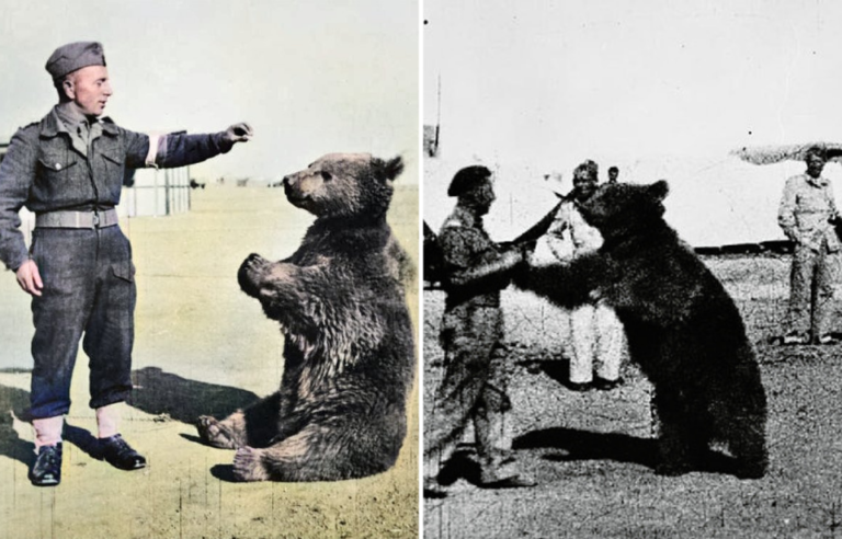 Wojtek the Bear: The Cigarette-Smoking, Beer-Drinking Hero of World War ...