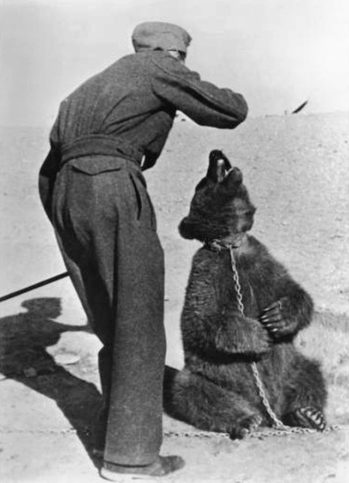 Wojtek the Bear: The Cigarette-Smoking, Beer-Drinking Hero of World War ...