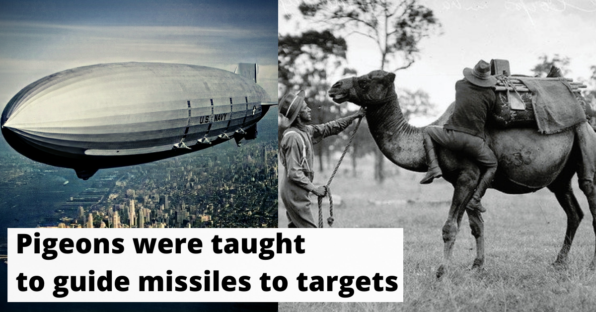 6 Unusual U.S. Military Experiments That Prove Nothing Is Too Far ...