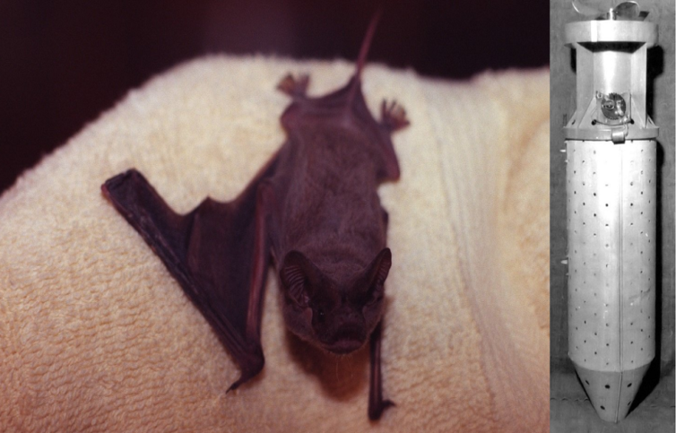 The Bat Bomb Proves The US Military Will Try Anything Once | War ...