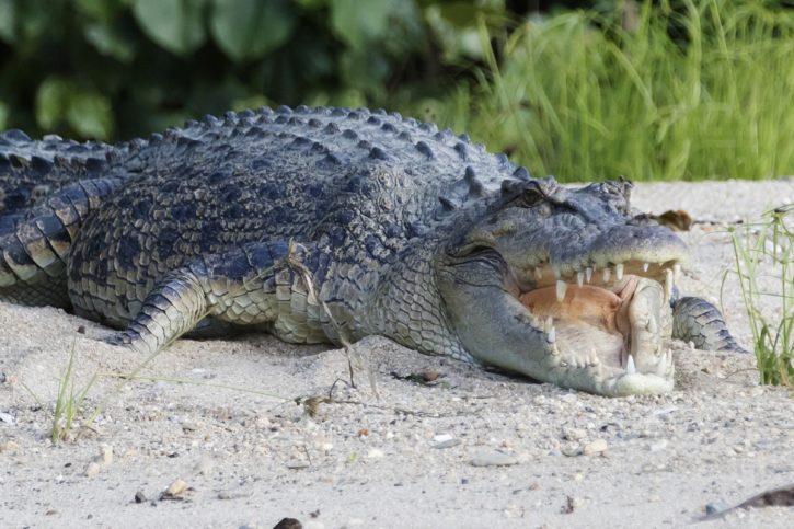 Did Crocodiles Really Decide the Outcome of a WWII Battle? | War ...