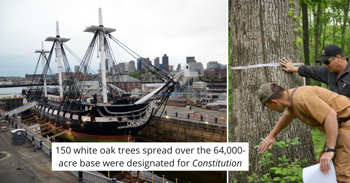 The US Navy Maintains A Forest Solely for the USS Constitution | War ...