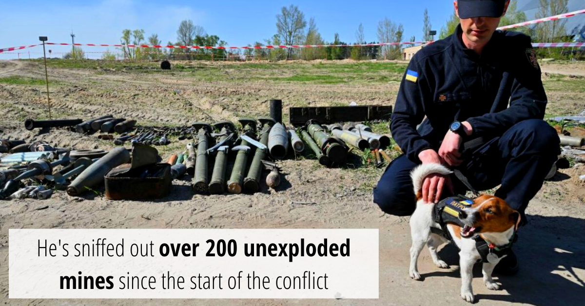 Bomb-Sniffing Dog Awarded State Honors By Ukrainian President Volodymyr ...