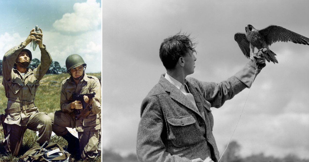 The MI5 Used Falcons to Catch German Carrier Pigeons | War History Online