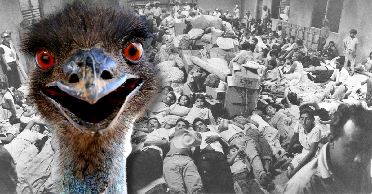 Dogs, Emus, and Cows - Oh My! Ridiculous Wars Fought Throughout History