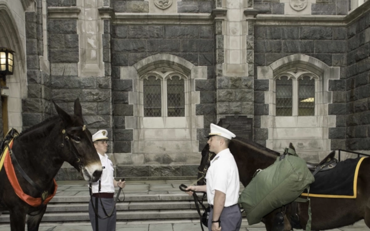 A Naval Academy 'Assault Team' Once Stole West Point's Treasured Mules and Were Awarded for It ...