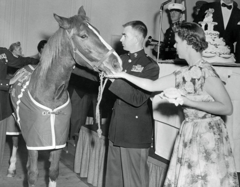 Sergeant Reckless: The Artillery Horse That Braved Enemy Fire In Korea ...