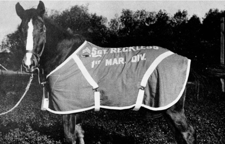 Sergeant Reckless: The Artillery Horse That Braved Enemy Fire In Korea ...