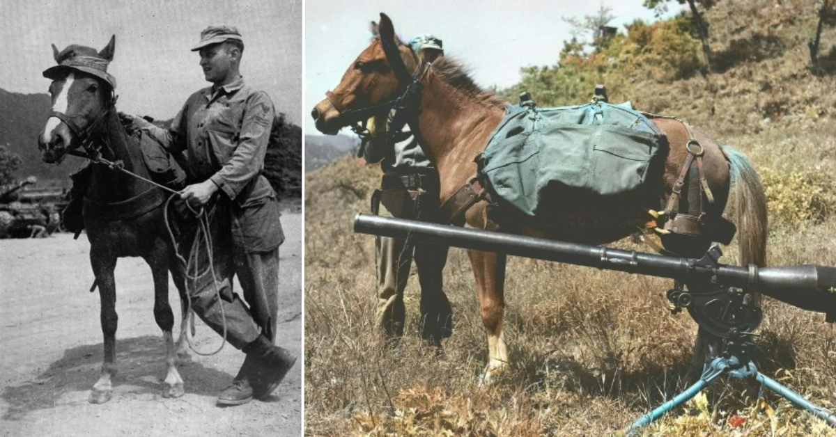 Sergeant Reckless: The Artillery Horse That Braved Enemy Fire In Korea ...