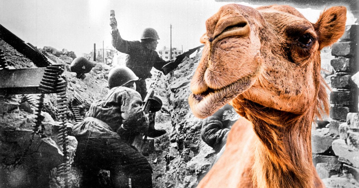 The Red Army Used Camels to Fight the Germans at the Battle of ...