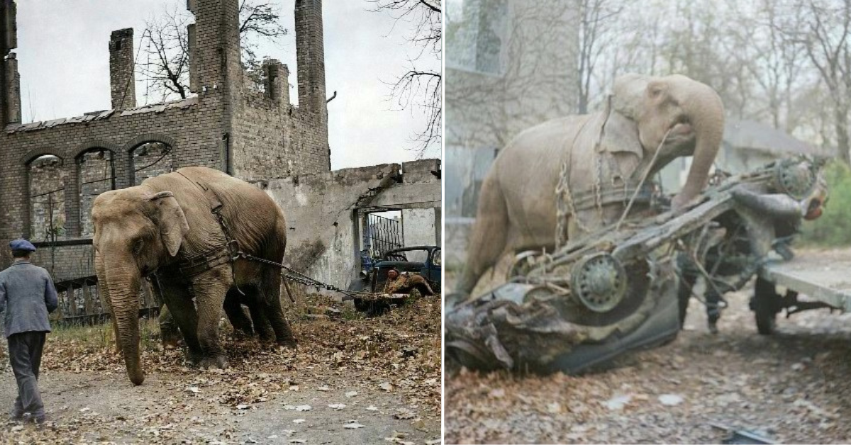 Germany Used Circus Elephants to Clean Up Following the Allied Bombings ...