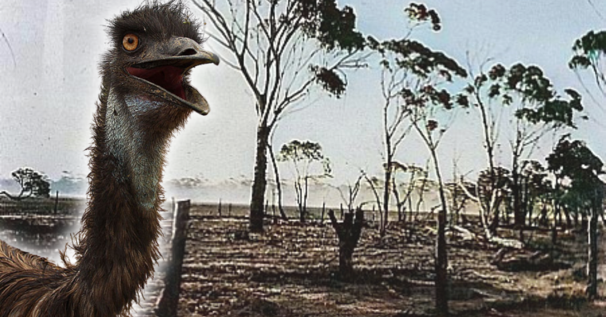 Feathers vs. Firearms: When Australia Took On Flightless Birds In the Emu War | War History Online