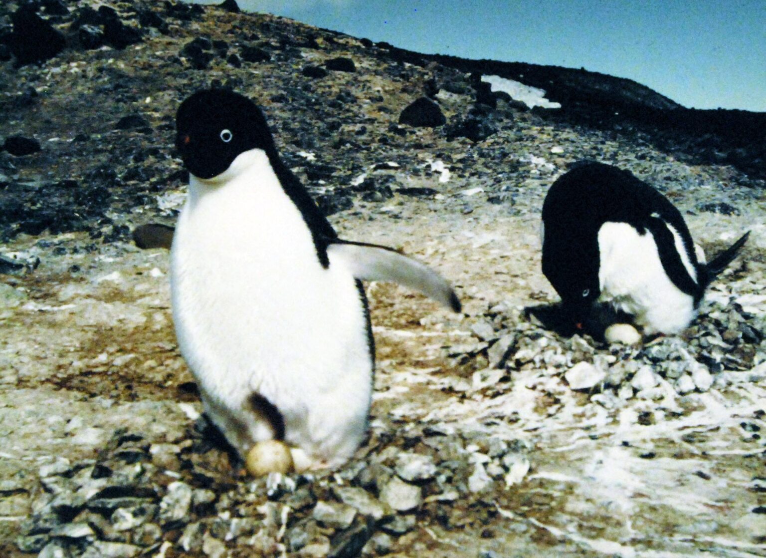 Operation Deep Freeze: The Cold War-Era Antarctic Expedition That ...